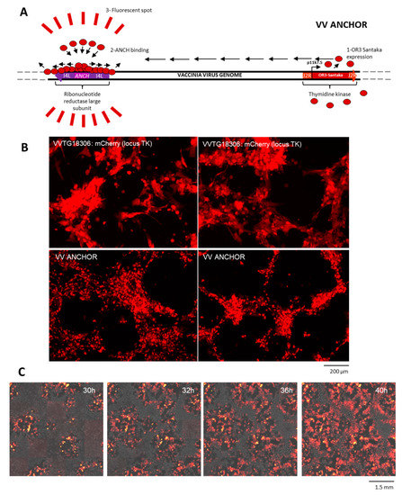 Fluorescent Tagged Vaccinia Virus Genome Allows Rapid and Efficient ...