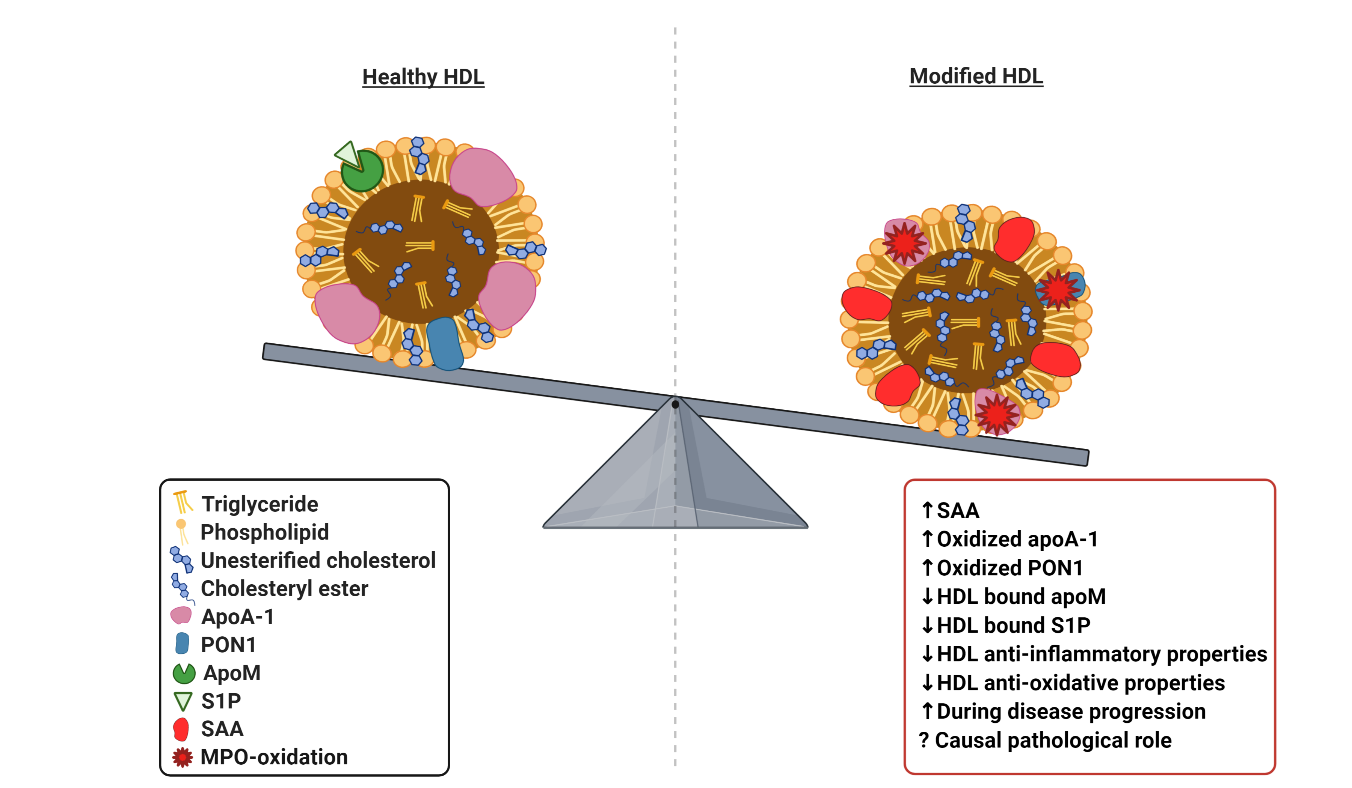 Biomedicines | Free Full-Text | High-Density Lipoprotein Modifications ...