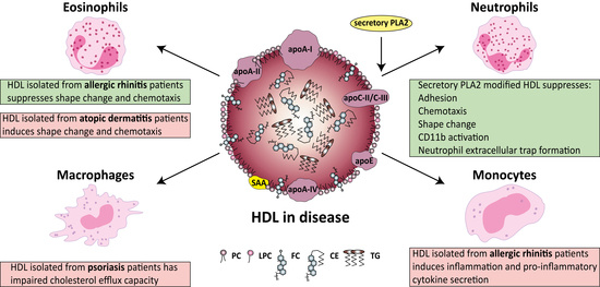 Biomedicines | Free Full-Text | High-Density Lipoprotein (HDL) in ...