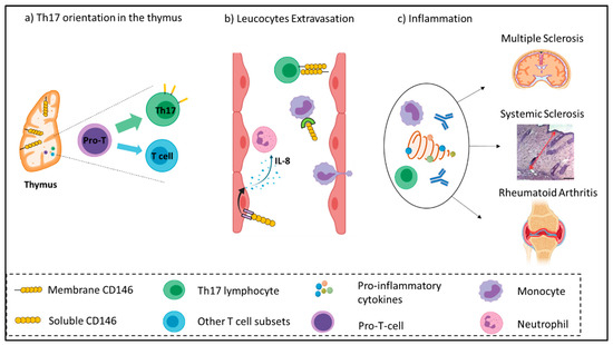 CD146/sCD146 in the Pathogenesis and Monitoring of Angiogenic and ...