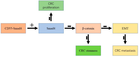 Oncolytic Adenovirus CD55-Smad4 Suppresses Cell Proliferation ...