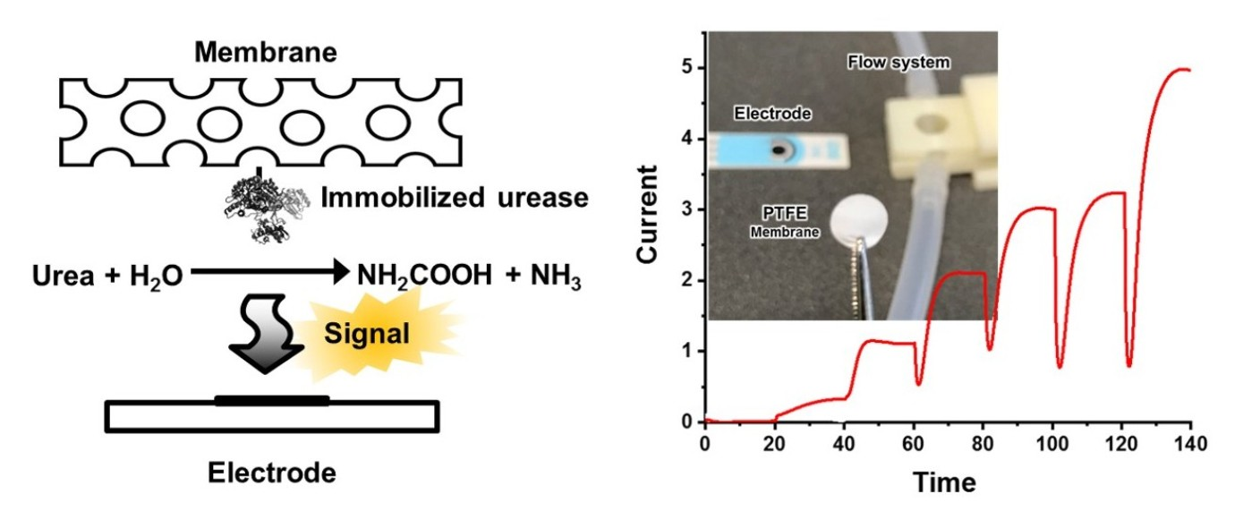 Biomedicines | Free Full-Text | Efficient Portable Urea Biosensor Based ...
