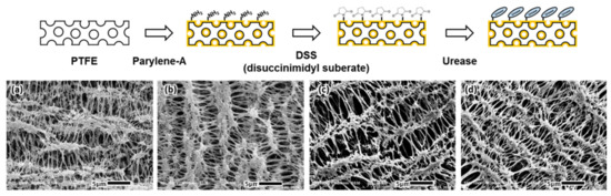 Efficient Portable Urea Biosensor Based on Urease Immobilized Membrane ...