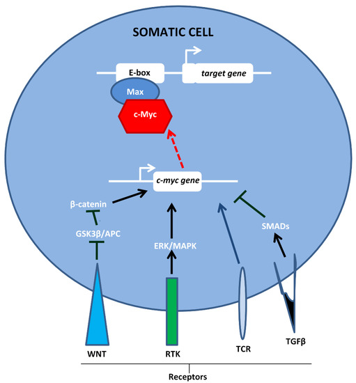 Anti-c-myc RNAi-Based Onconanotherapeutics