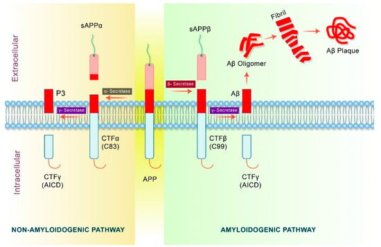 Modulatory Effects of Autophagy on APP Processing as a Potential ...