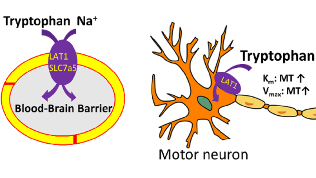Biomedicines | Free Full-Text | Pretreatment Effect of Inflammatory ...