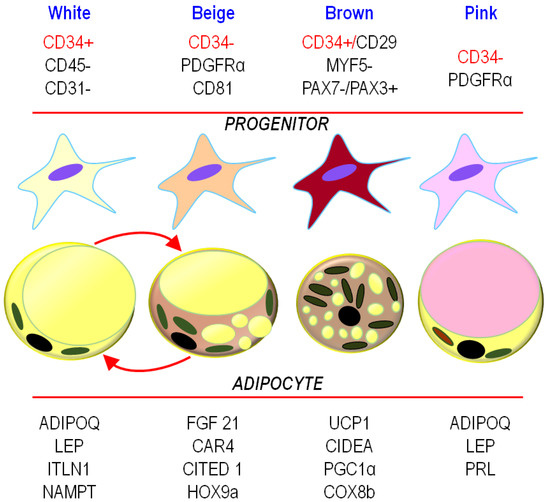 Distinct Shades of Adipocytes Control the Metabolic Roles of Adipose ...