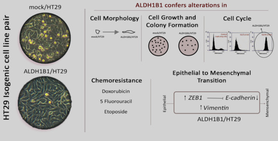 Biomedicines | Free Full-Text | Aldehyde Dehydrogenase 1B1 Is ...