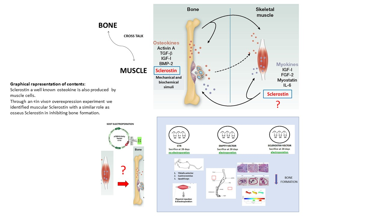 Biomedicines | Free Full-Text | Identification of Sclerostin as a ...