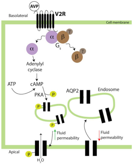 The Biology of Vasopressin