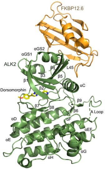 ALK2 Receptor Kinase Association with FKBP12.6 Is Structurally ...