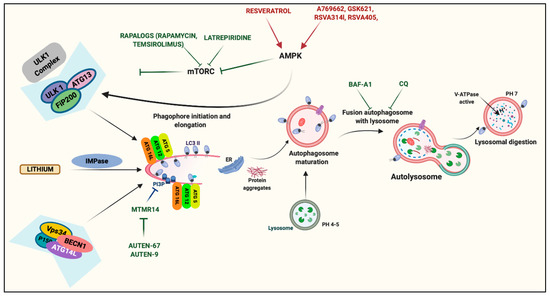 Relevance of Autophagy and Mitophagy Dynamics and Markers in ...