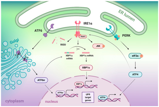 The Structure, Activation and Signaling of IRE1 and Its Role in Determining Cell Fate