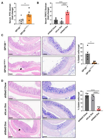 STAT3 Signalling via the IL-6ST/gp130 Cytokine Receptor Promotes ...