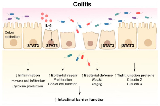 STAT3 Signalling via the IL-6ST/gp130 Cytokine Receptor Promotes ...