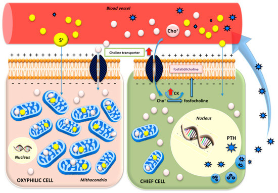 Diagnostic Value of Choline PET in the Preoperative Localization of ...