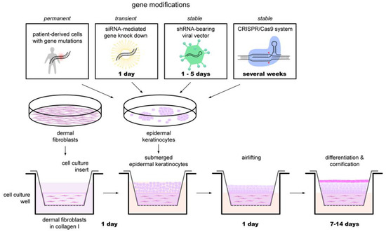 Experimental Models for the Study of Hereditary Cornification Defects