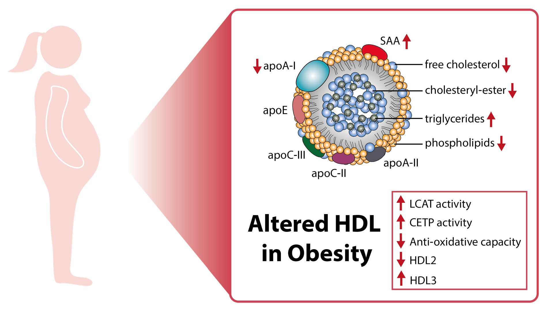 Biomedicines | Free Full-Text | Obesity Affects HDL Metabolism ...