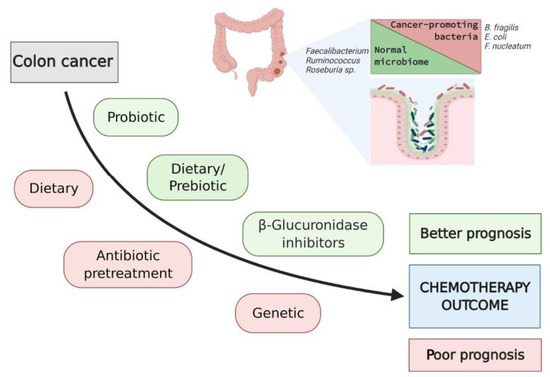 Drug–Microbiota Interaction in Colon Cancer Therapy: Impact of Antibiotics