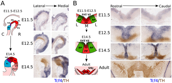 Tcf4 Is Involved in Subset Specification of Mesodiencephalic ...