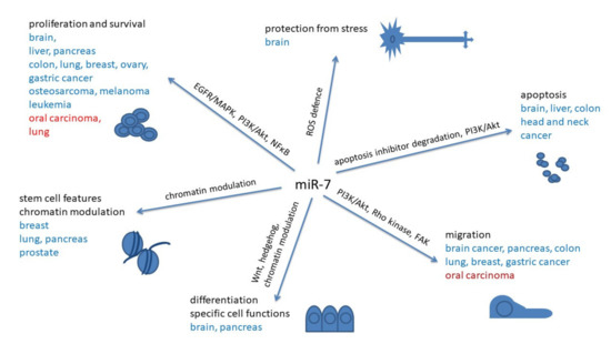MiR-7 in Cancer Development