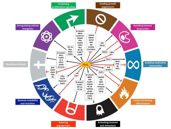 Targeting Pin1 for Modulation of Cell Motility and Cancer Therapy