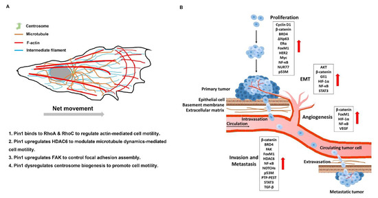Targeting Pin1 for Modulation of Cell Motility and Cancer Therapy