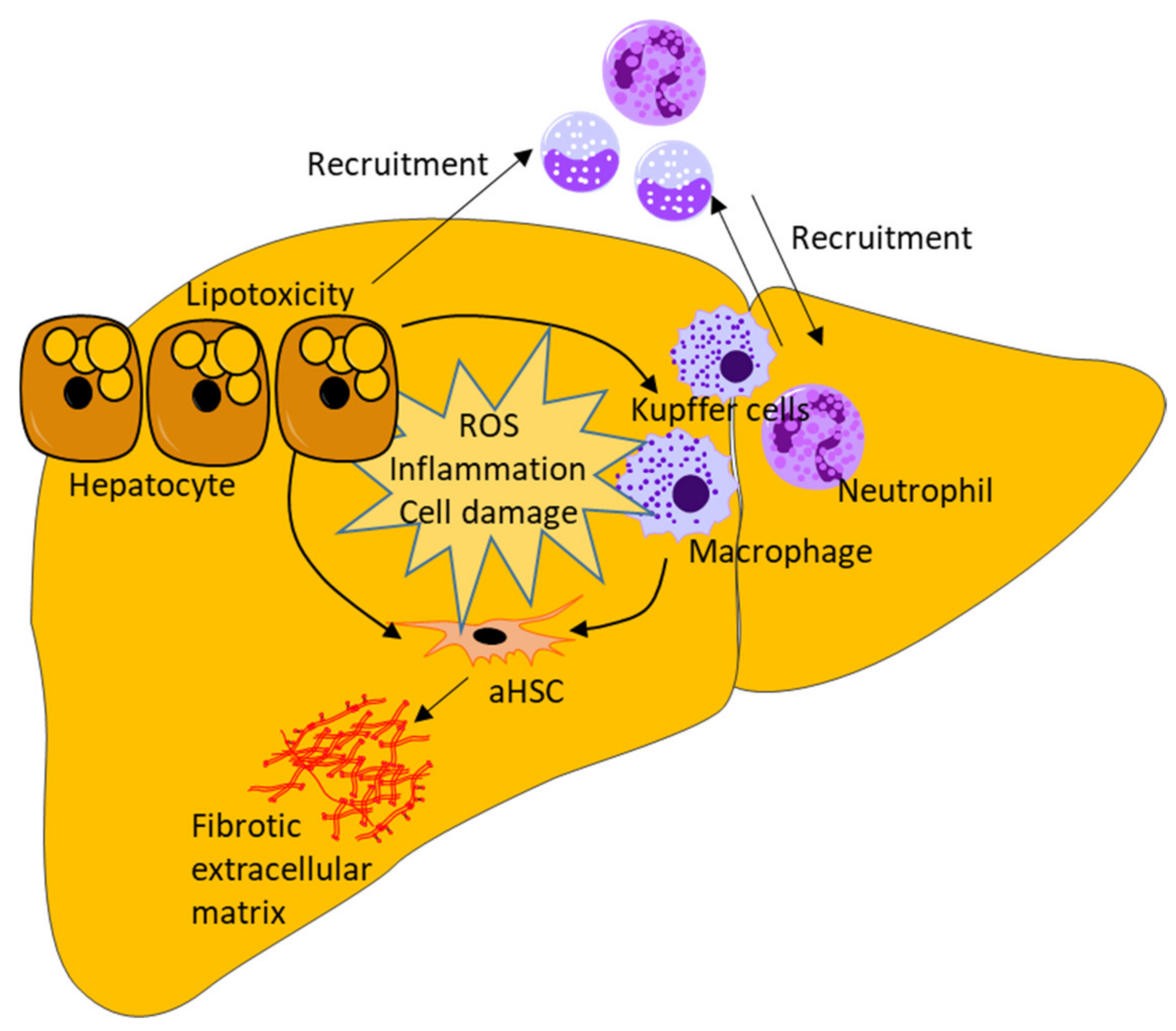 Hepatic Stellate Cells