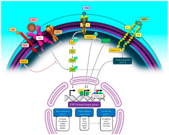 Pancreatic Cancer Signaling Pathways, Genetic Alterations, and Tumor ...