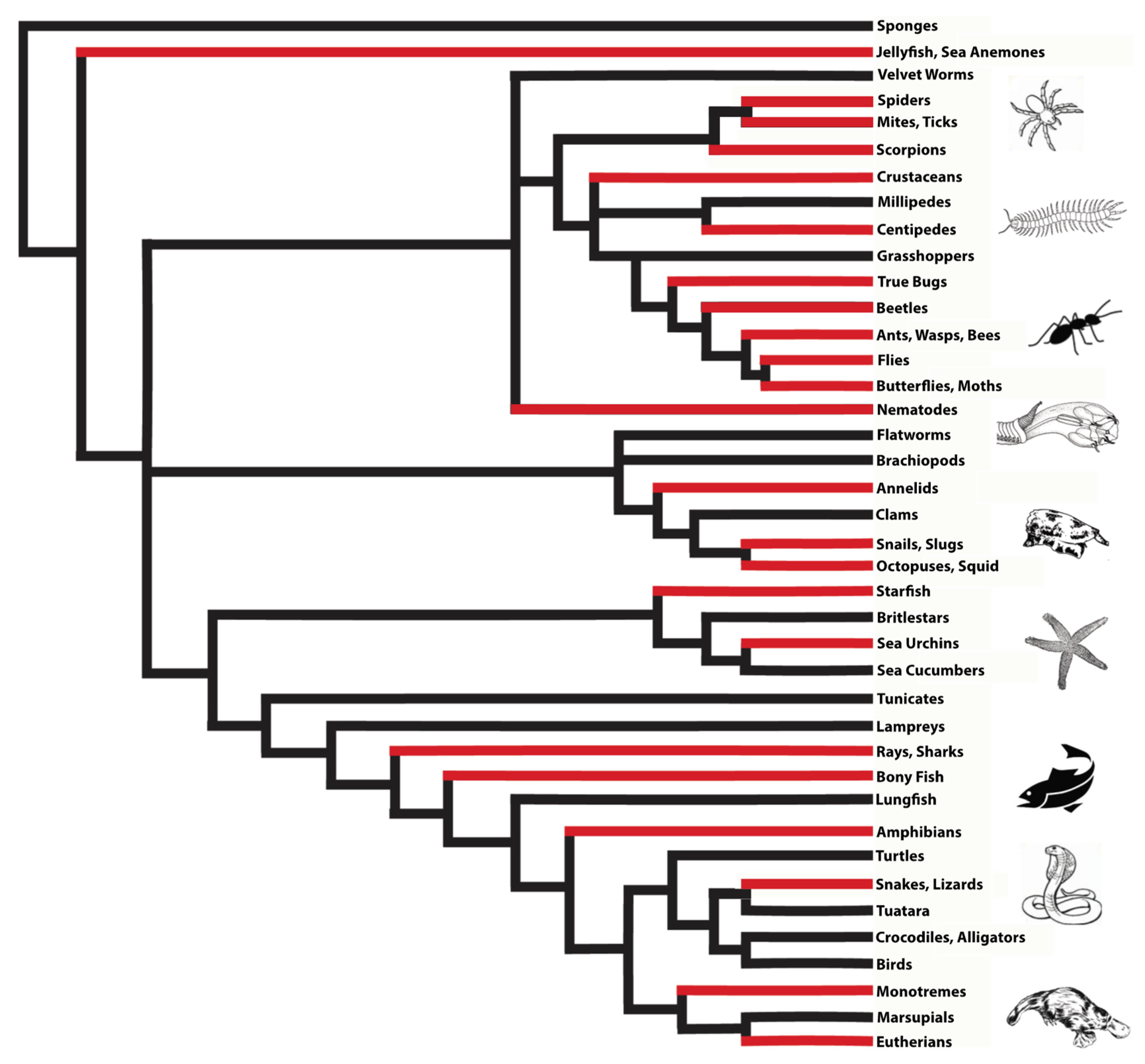 Animal Venoms—Curse or Cure?