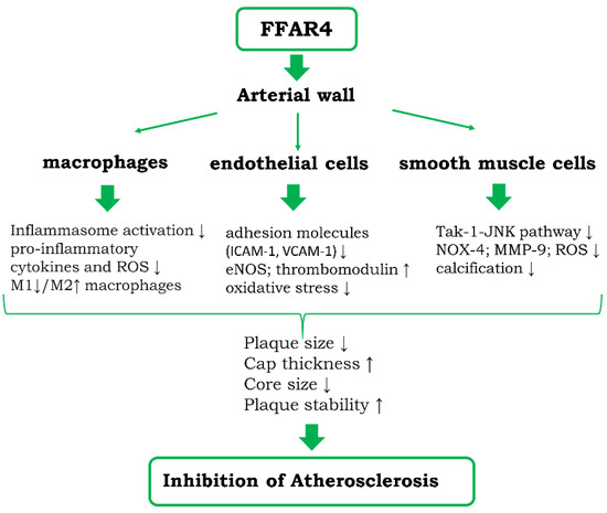 Anti-Atherosclerotic Potential of Free Fatty Acid Receptor 4 (FFAR4)