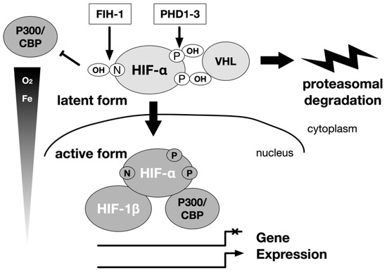 HIF-α Prolyl Hydroxylase Inhibitors and Their Implications for ...