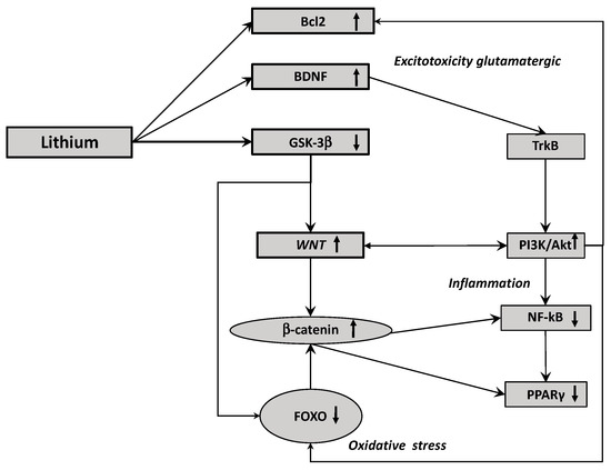 Lithium and Atypical Antipsychotics: The Possible WNT/β Pathway Target ...