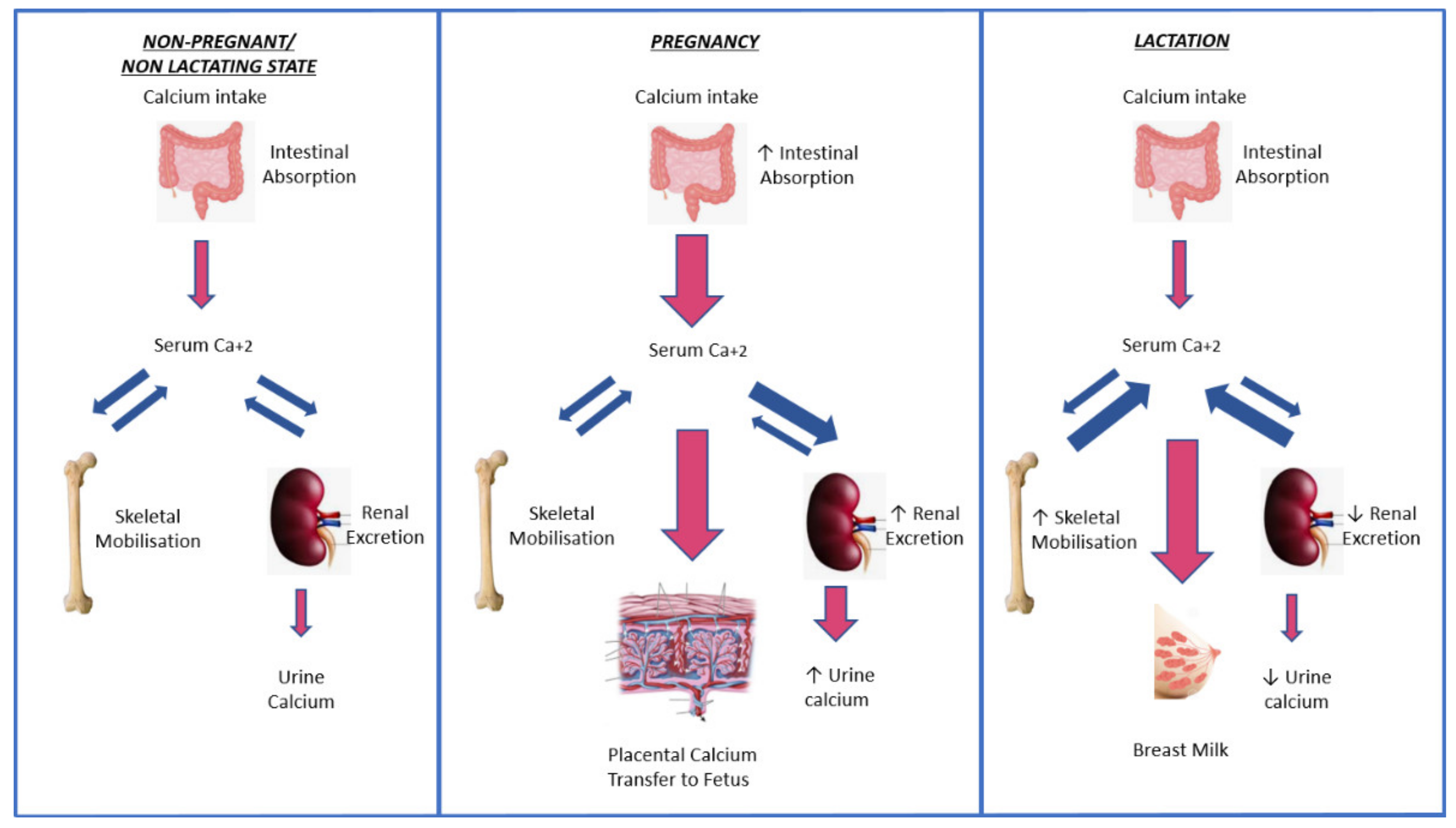 Hyperparathyroidism And Hypoparathyroidism