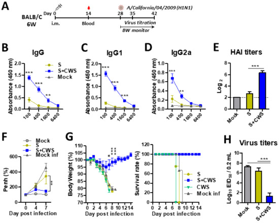 BCG Cell Wall Skeleton As a Vaccine Adjuvant Protects Both Infant and ...