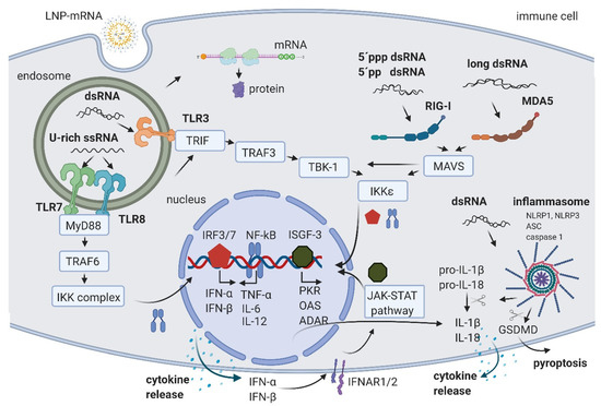 Non-Immunotherapy Application of LNP-mRNA: Maximizing Efficacy and Safety