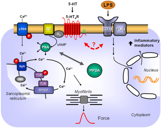 Influence of Serotonin 5-HT4 Receptors on Responses to Cardiac ...