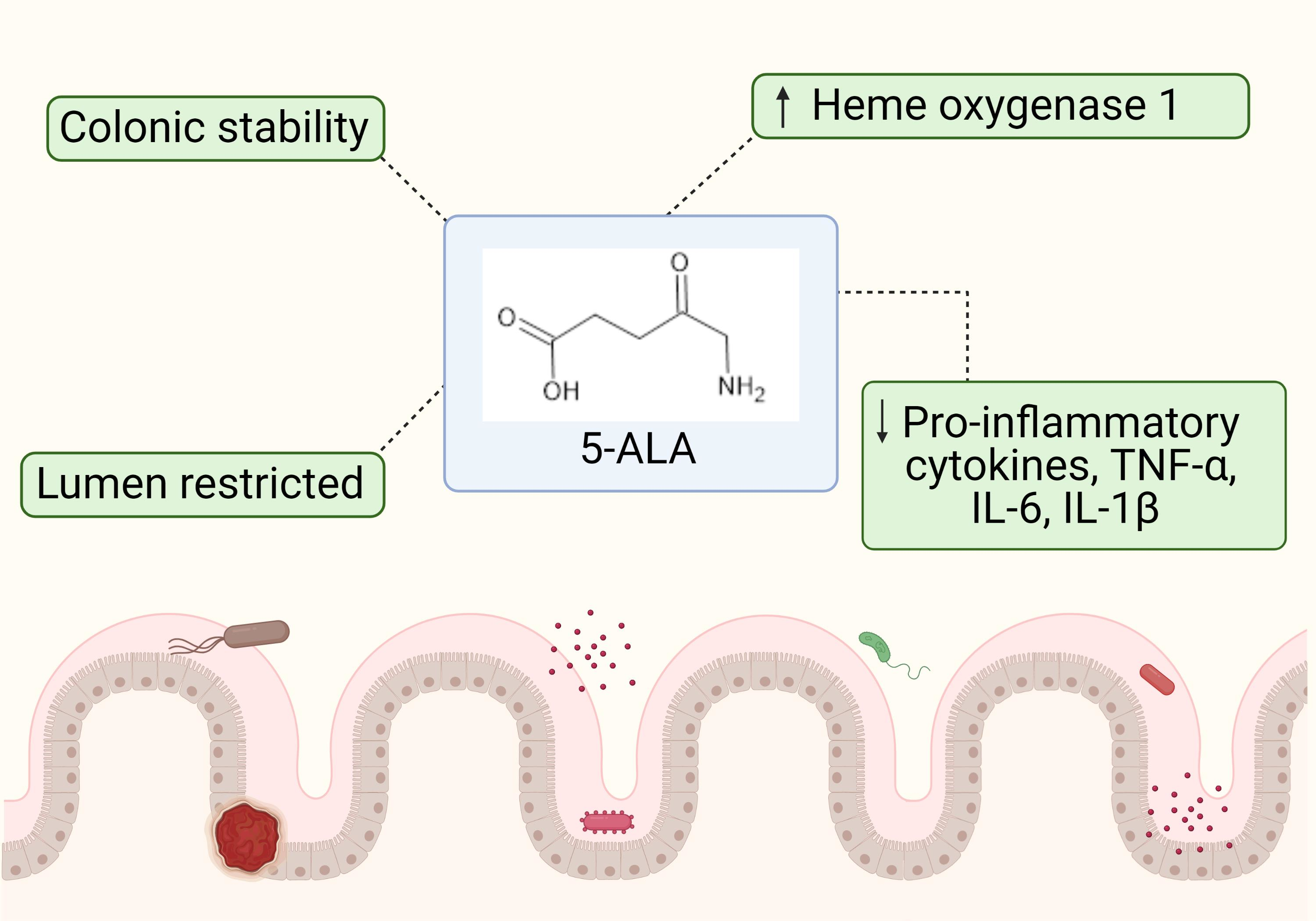 Biomedicines | Free Full-Text | 5-Aminolevulinic Acid as a Novel ...