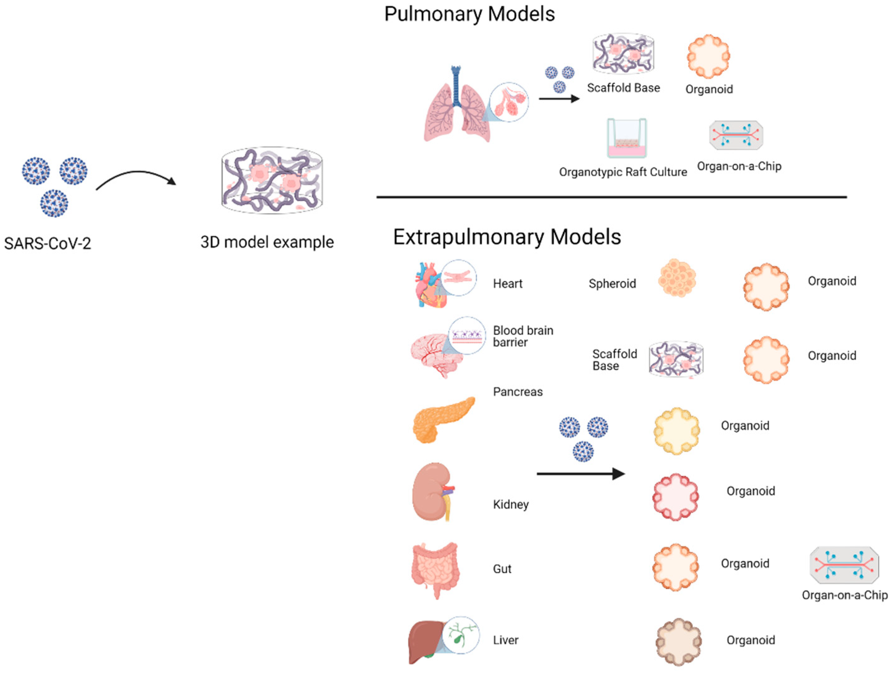 3D Cell Culture Models in COVID-19 Times: A Review of 3D Technologies ...