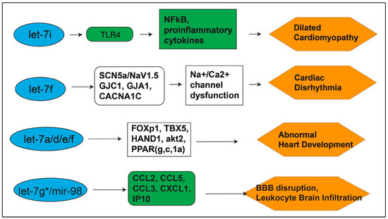 let-7 microRNAs: Their Role in Cerebral and Cardiovascular Diseases ...