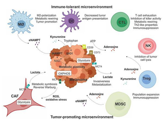 Metabolic Interplay between the Immune System and Melanoma Cells ...