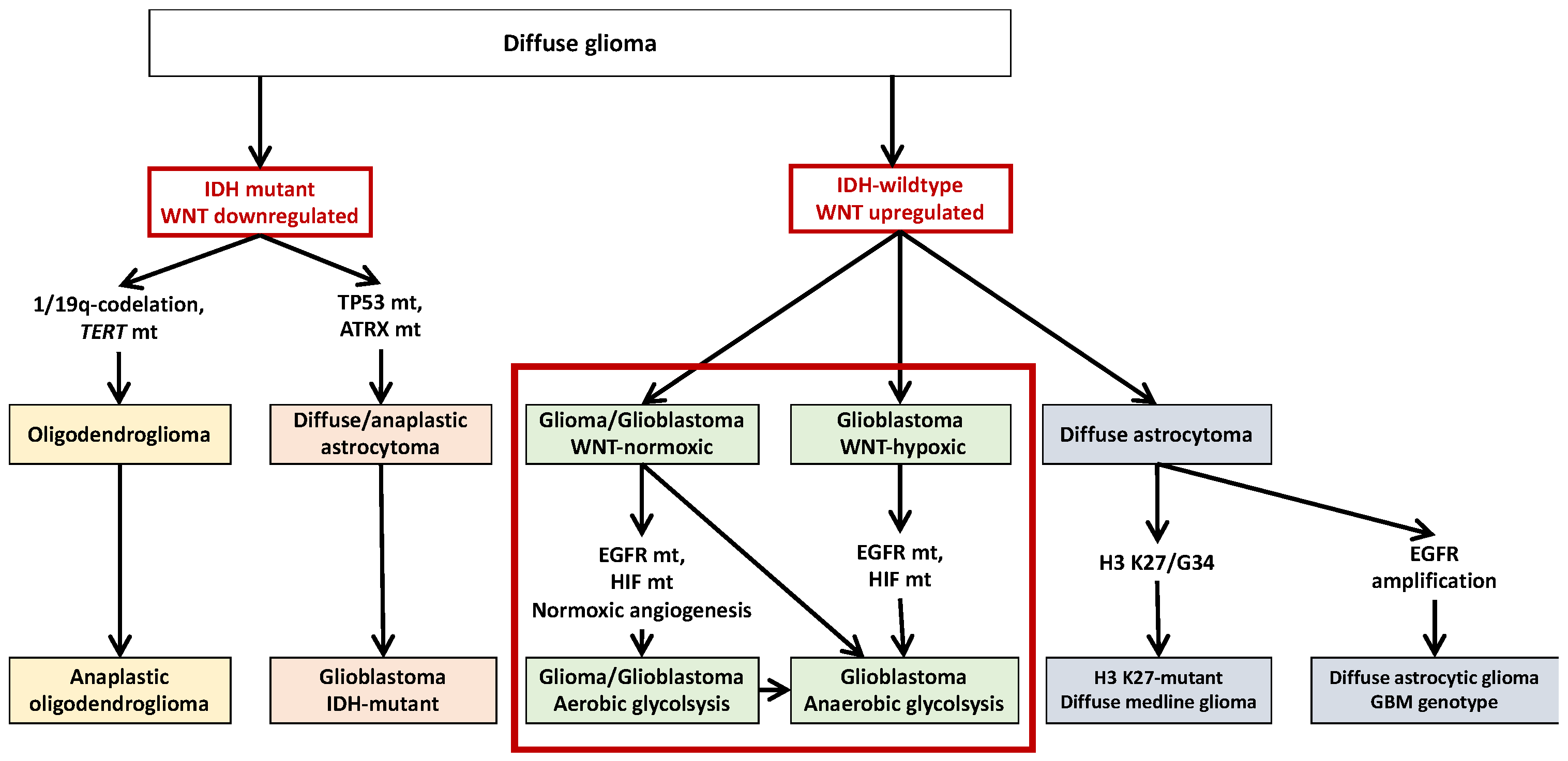 Opposed Interplay between IDH1 Mutations and the WNT/β-Catenin Pathway ...