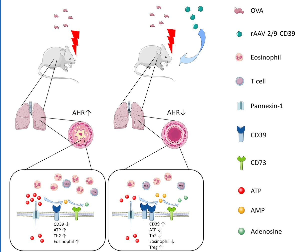 Biomedicines | Free Full-Text | Reducing Lung ATP Levels and ...