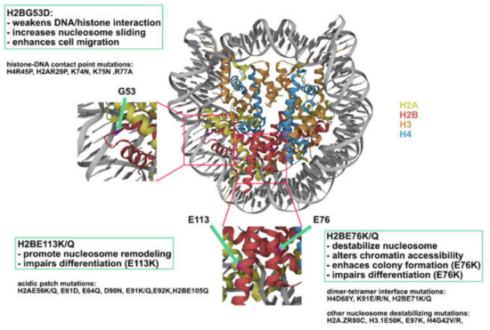 Histone H2B Mutations in Cancer
