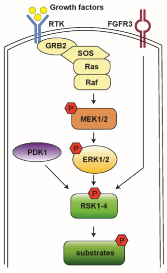 RSK Isoforms in Acute Myeloid Leukemia