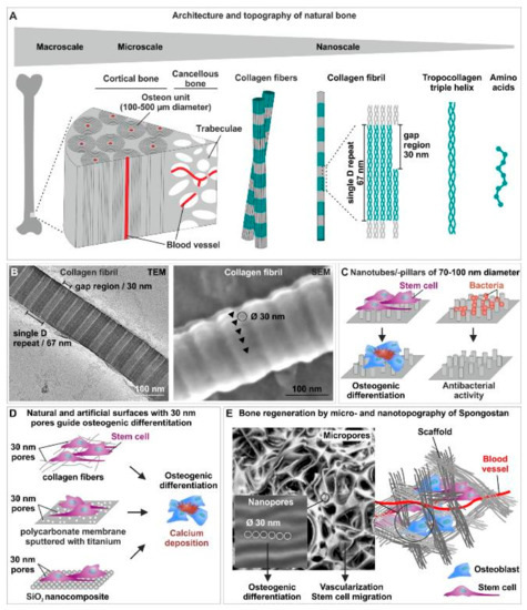 Strategies to Improve Bone Healing: Innovative Surgical Implants Meet ...