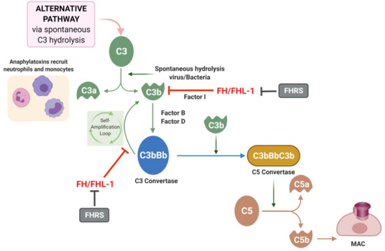 Interlink between Inflammation and Oxidative Stress in Age-Related ...