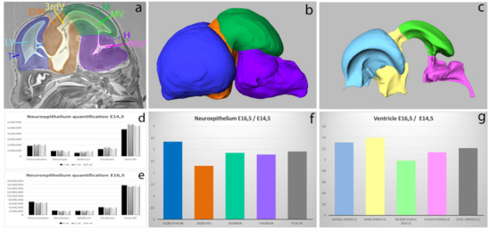 High Resolution Episcopic Microscopy for Qualitative and Quantitative ...