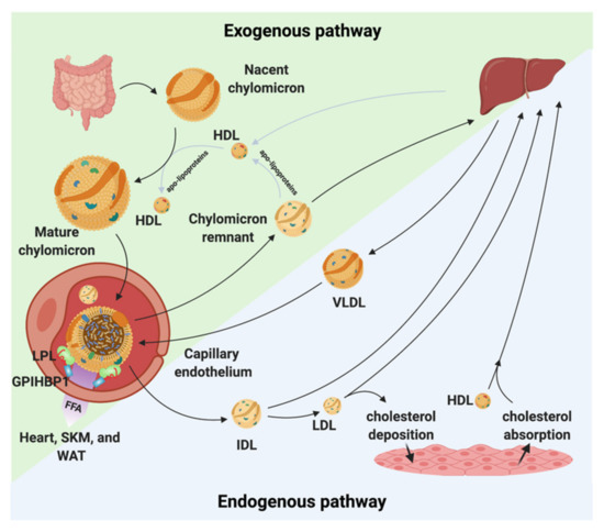 The Importance of Lipoprotein Lipase Regulation in Atherosclerosis