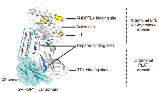 The Importance of Lipoprotein Lipase Regulation in Atherosclerosis
